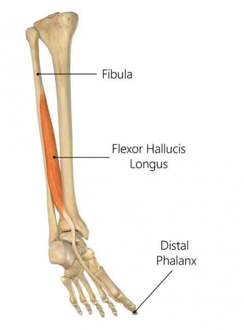 Referred Pain from the Foot: An Overview of Symptoms, Causes & Treatments